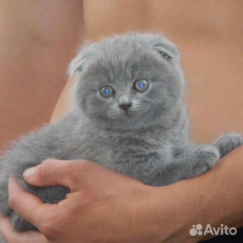 Шотландские котята разные окрасы