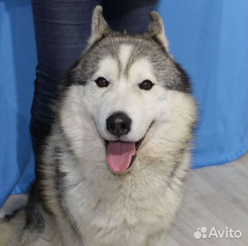 Кобель Буран в добрые руки