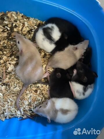 Малыши крыски Дамбо