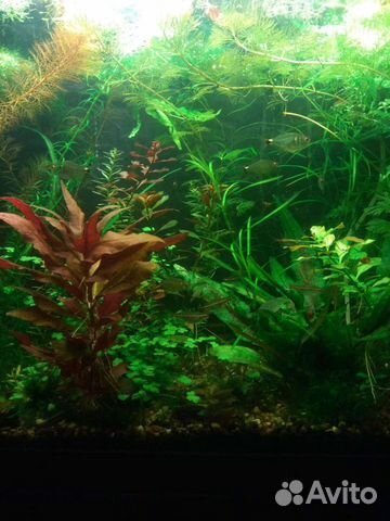 Аквариумные растения