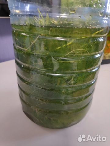 Растения для аквариума - ричия, роголистник