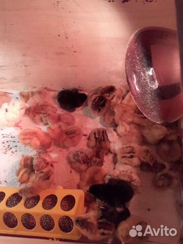 Цыплята суточные "деревенский микс"