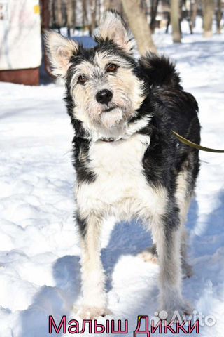 Небольшой кобель Дикки в квартиру или на цепь