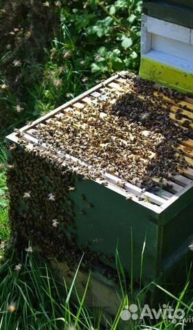 Пчелы карника