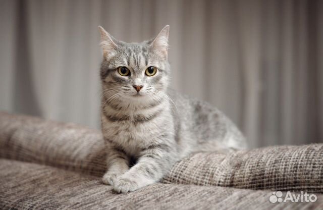 Бенгалокунятки