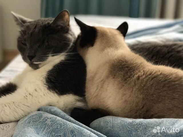 Кот и кошечка в добрые руки