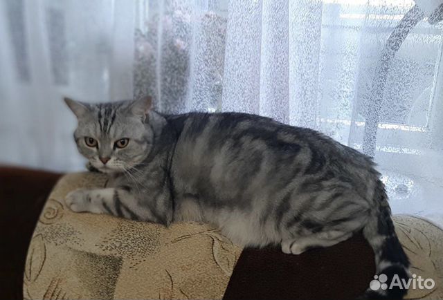 Шотландский котик в добрые руки