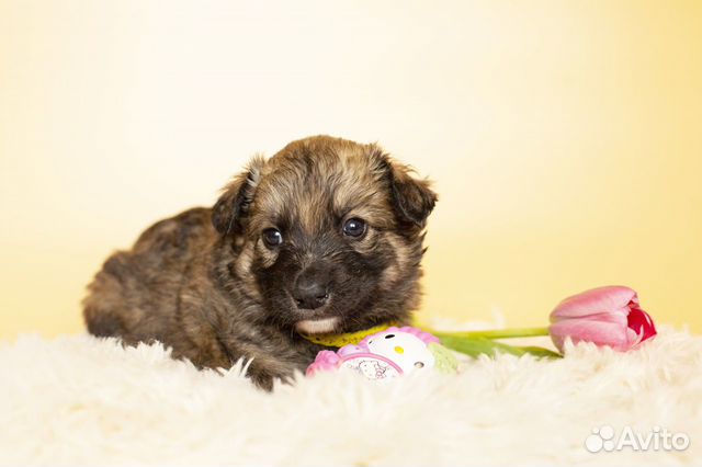 Неуловимая Нео ищет дорогу домой