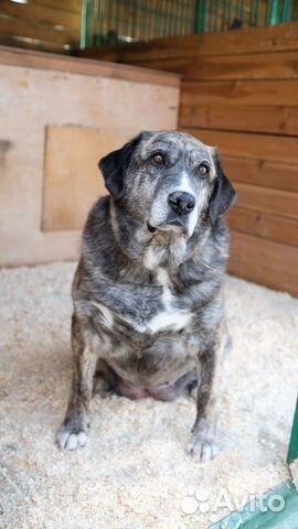 Милая толстушка Чапа