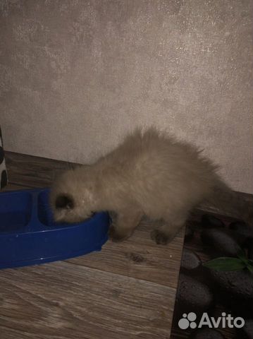 Священная бирма лопоухая