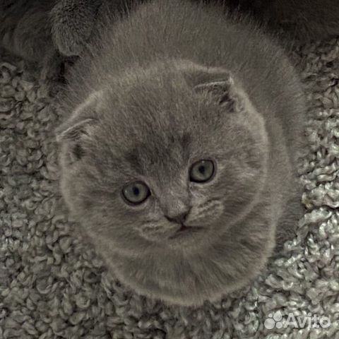 Шотландские котята