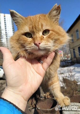 Кот ищет дом и хозяев