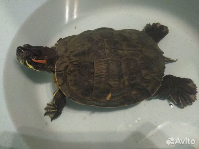 Красноухая черепаха бесплатно с аквариумом