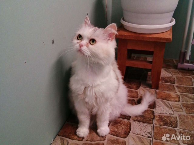 Кошка в дар