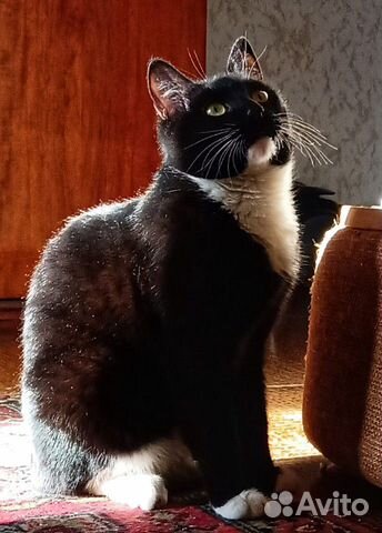 Котик ласкуша