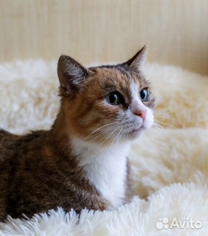 Трехцветная кошечка Сказка 1 год и 3 месяца в дар