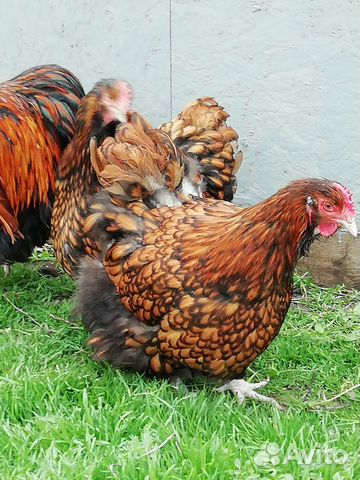 Инкубационное яйцо Плимутрок, Бильфельдер, Австрол