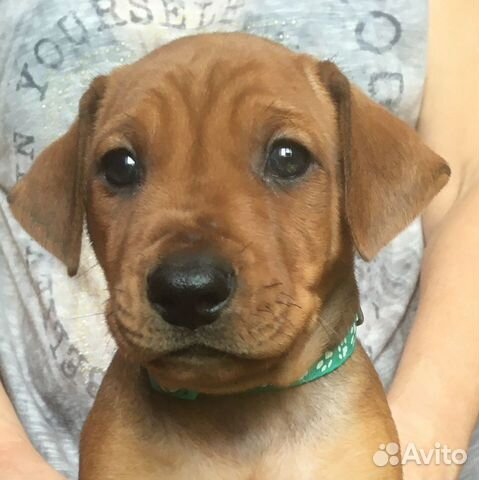 Кобель пинчера