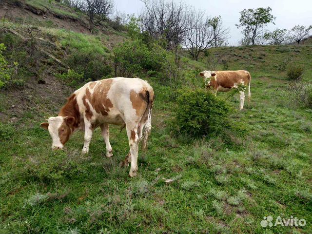Корова И бычок симментал
