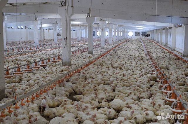 Бройлер живым весом