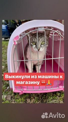 Ее предали и выкинули как ненужную вещь