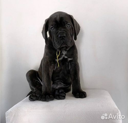 Щенки кане корсо