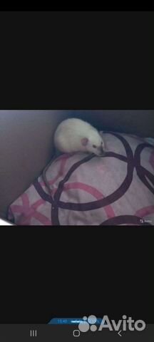 Сиамская крыса