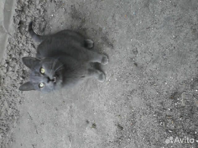 Кошка серебристая