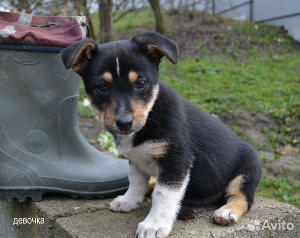 Ищут дом щенки Девочки от мелкой Собачки
