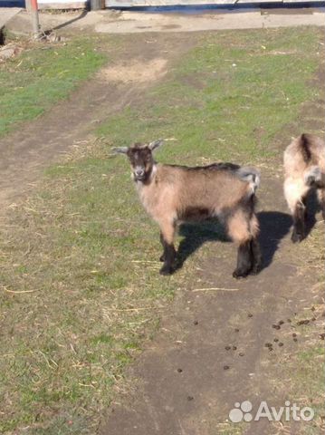 Козочки альпийские