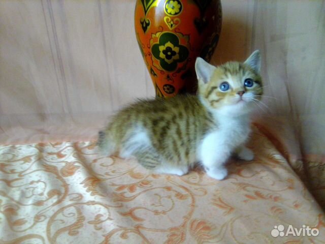 Манчкин котята стандарт плюшевые