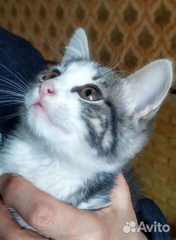 Поиск дома котёнку