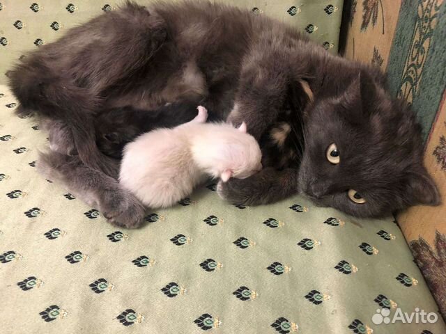 Кошка в дар