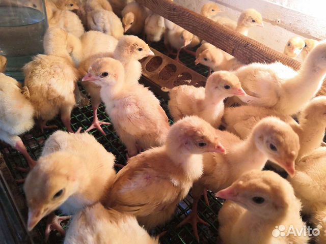 Индюшата Биг 6