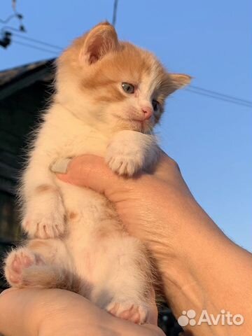 Настоящий мартовский кот