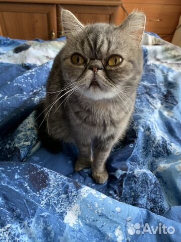 Отдам Кошку Экзотическая короткошерстная