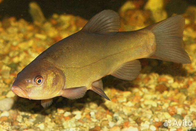 Мальки линя, карпа, карася золотого и др