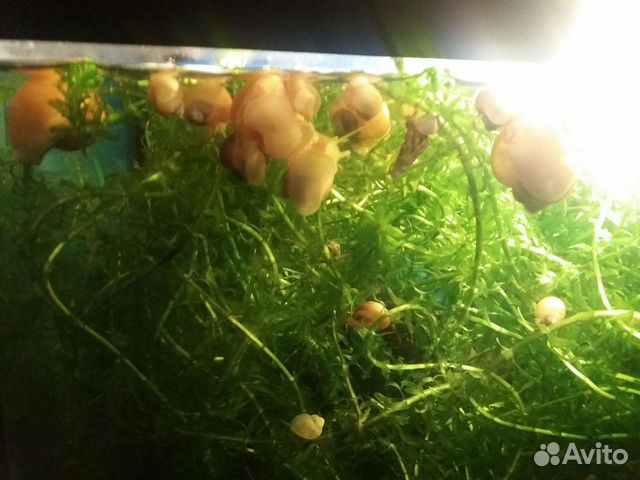 Аквариумное растение