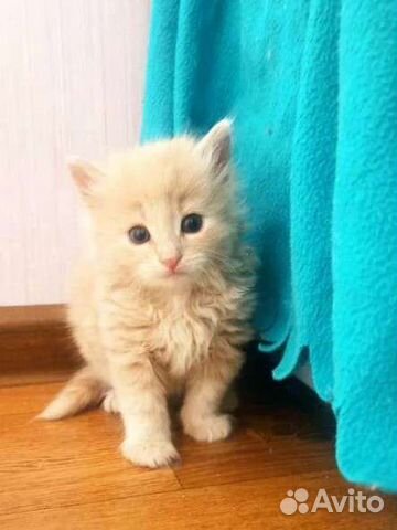 Котенок