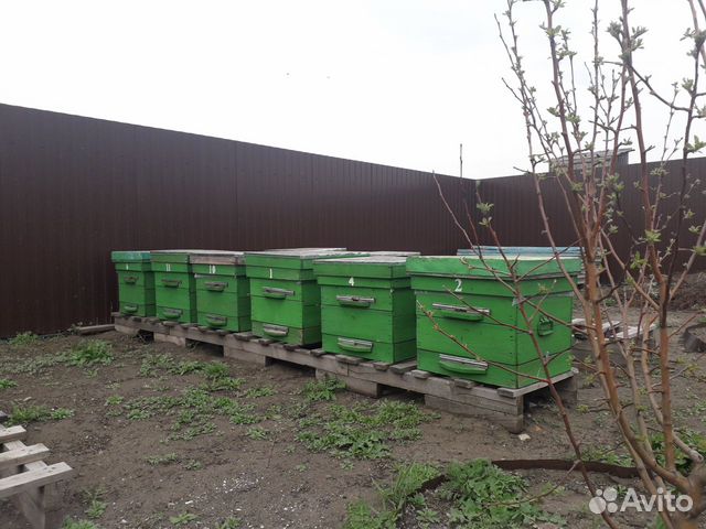 Пчелы зимовалые 7-9 рамок