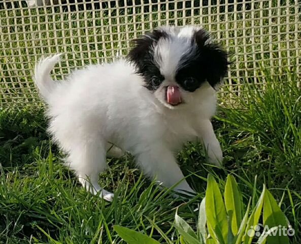 Щенки японский хин