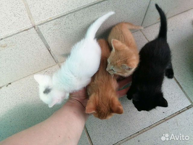Ищу котятам хороших хозяев