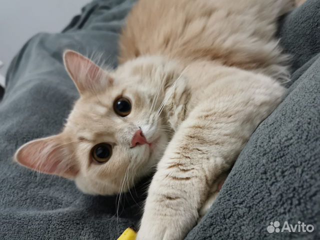 Красавец котёнок персикого окраса
