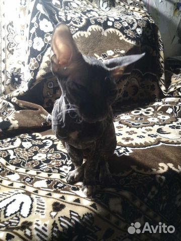 Донской сфинкс