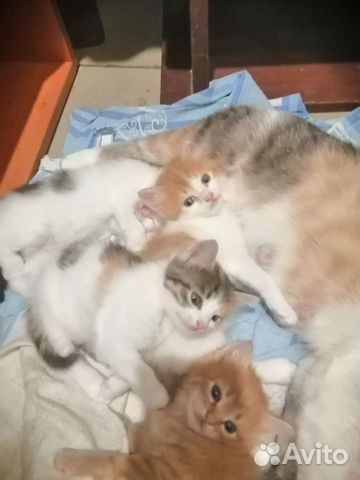 Котята в добрые руки даром