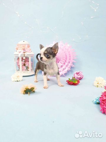 Микро чихуа, дорого