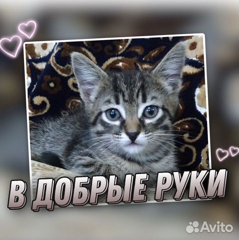 Изумительный котенок в добрые руки