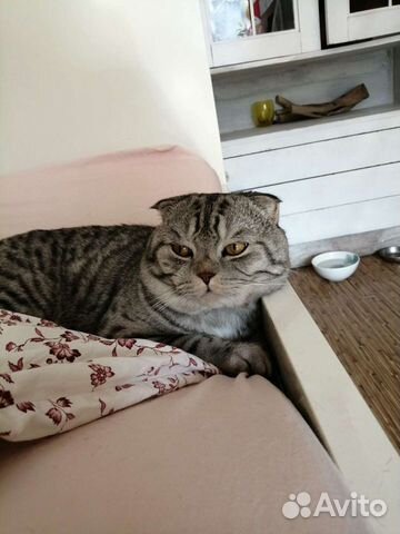 Шотландский вислоухий котик