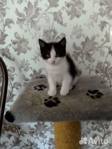 Котенок