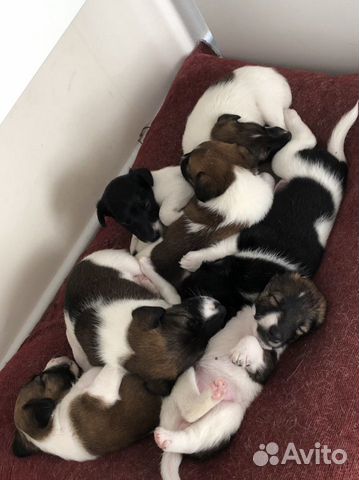 Щенки гладкошерстного фокстерьера